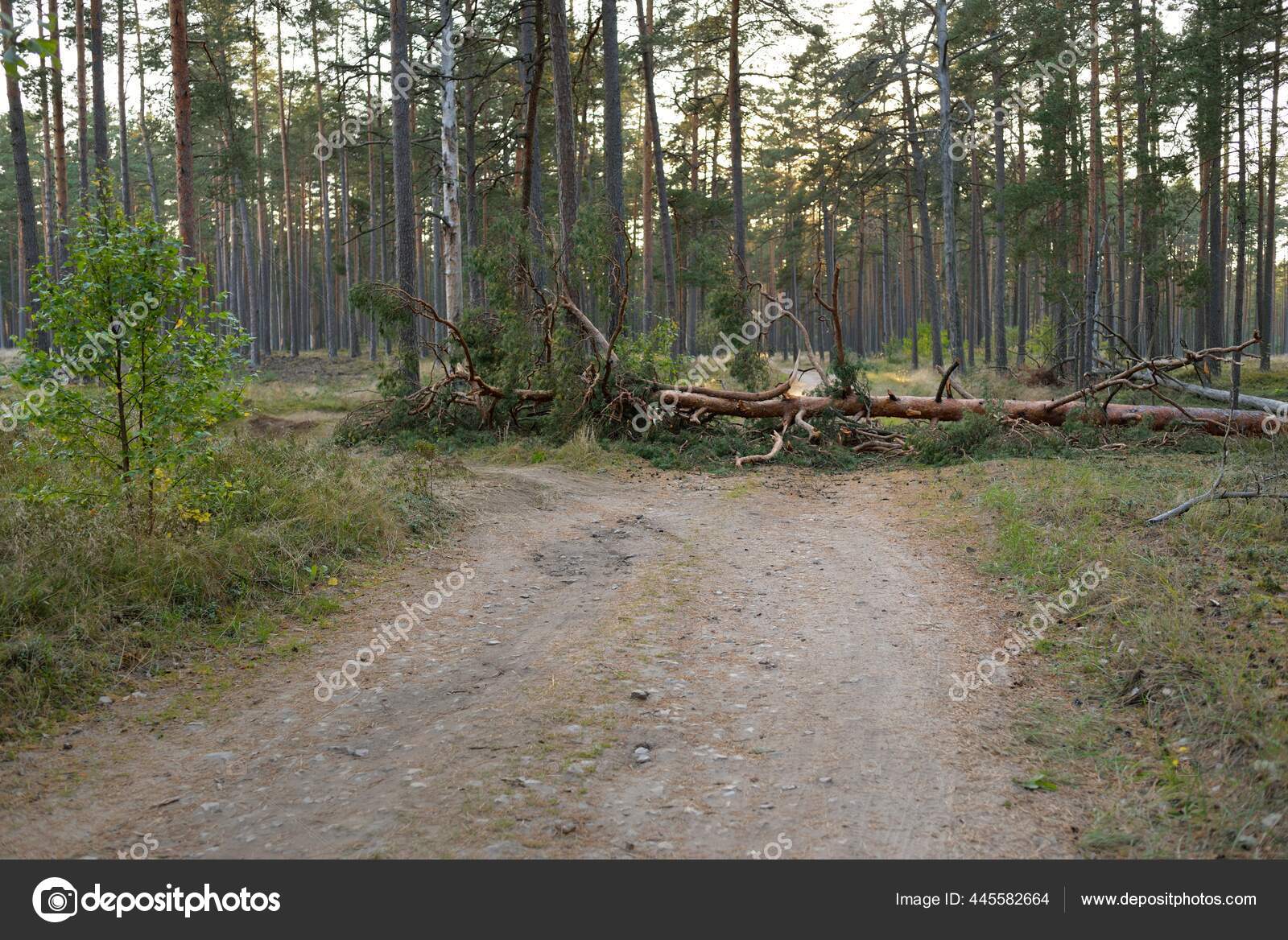 Single Lane Rural Road Pathway Blocked Fallen Pine Tree Storm — Stock ...