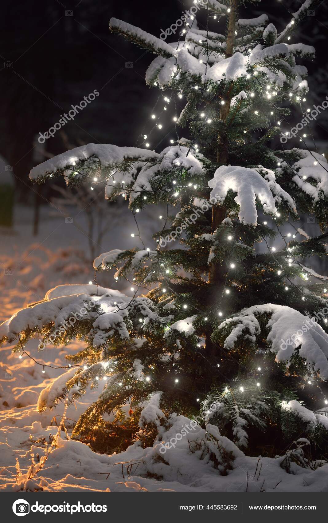 Snow Covered Spruce Tree Illuminated Garland White Lights Close Dark ...