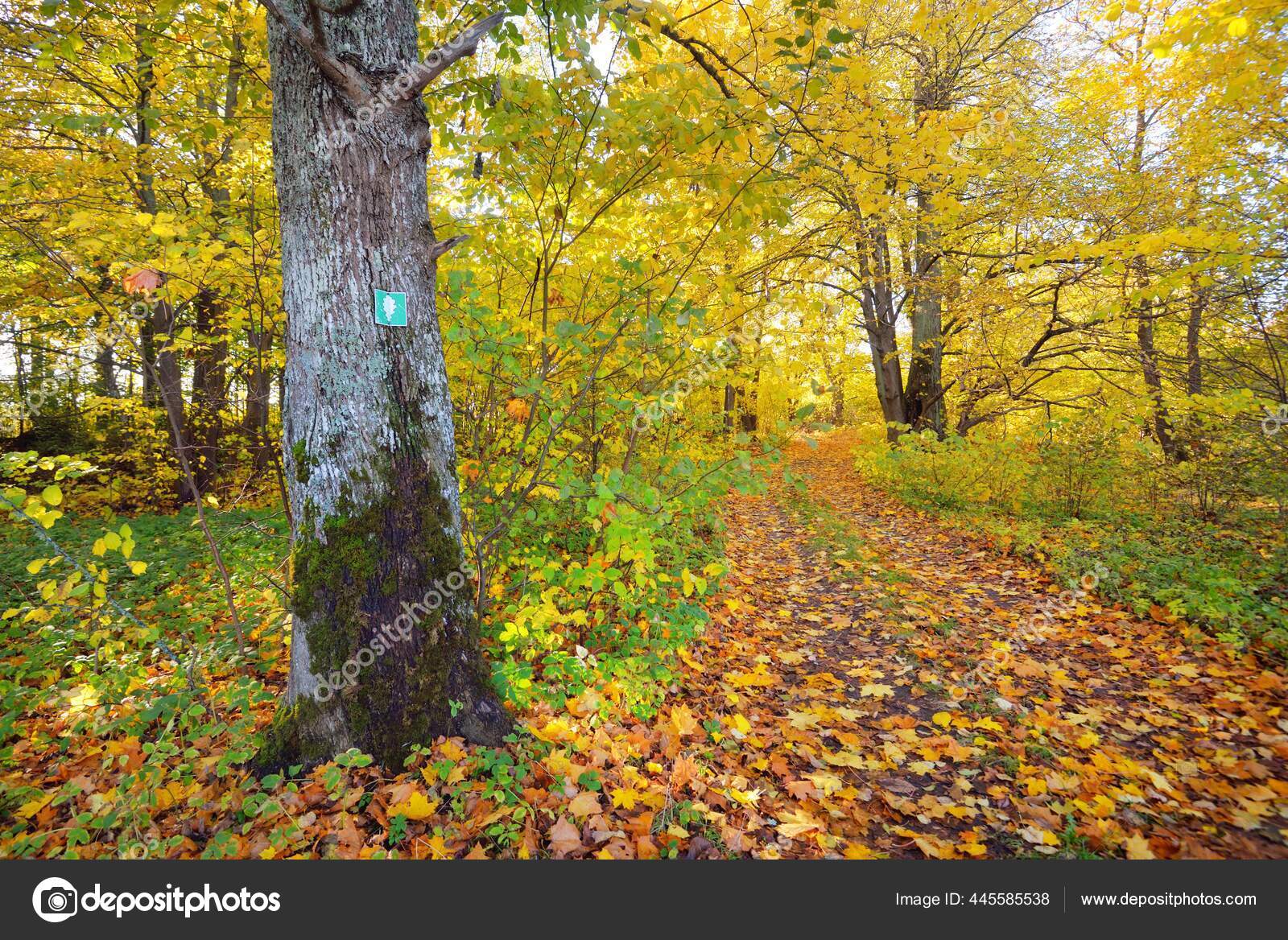 Pathway Rural Road Alley Forest Deciduous Trees Colorful Green Yellow ...