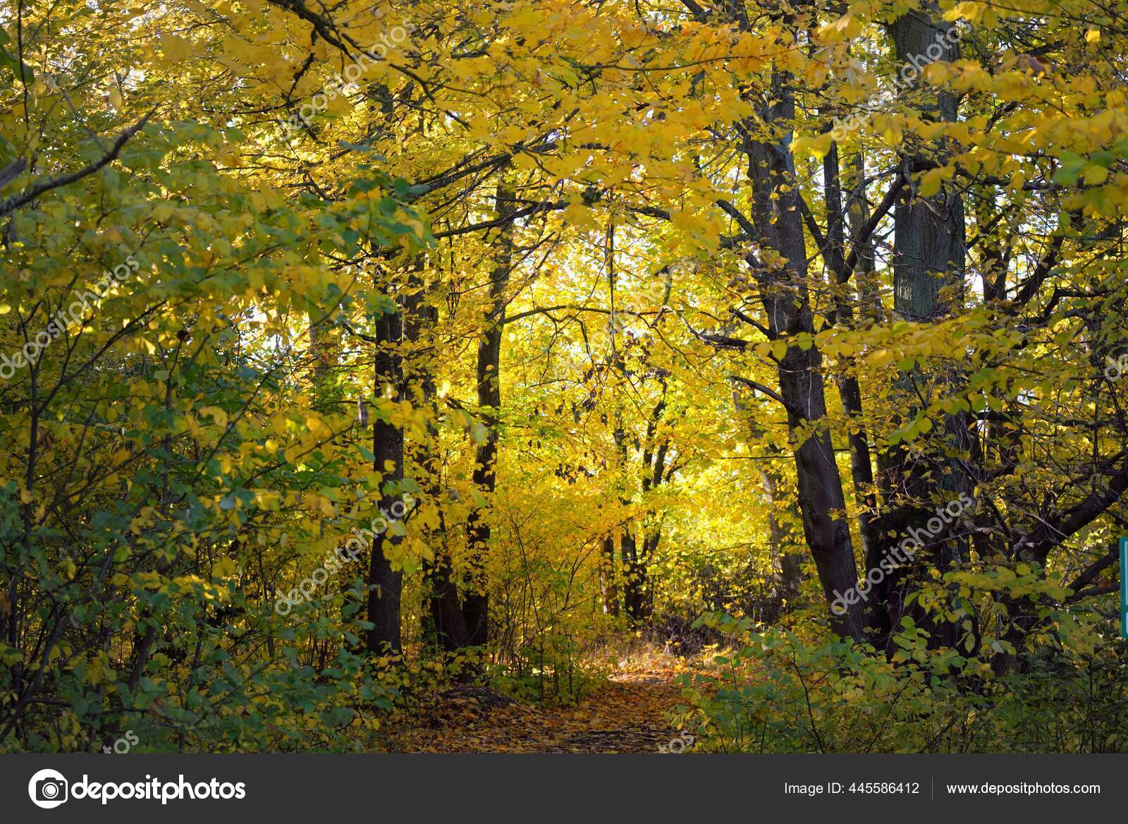 Pathway Rural Road Alley Forest Deciduous Trees Colorful Green Yellow ...
