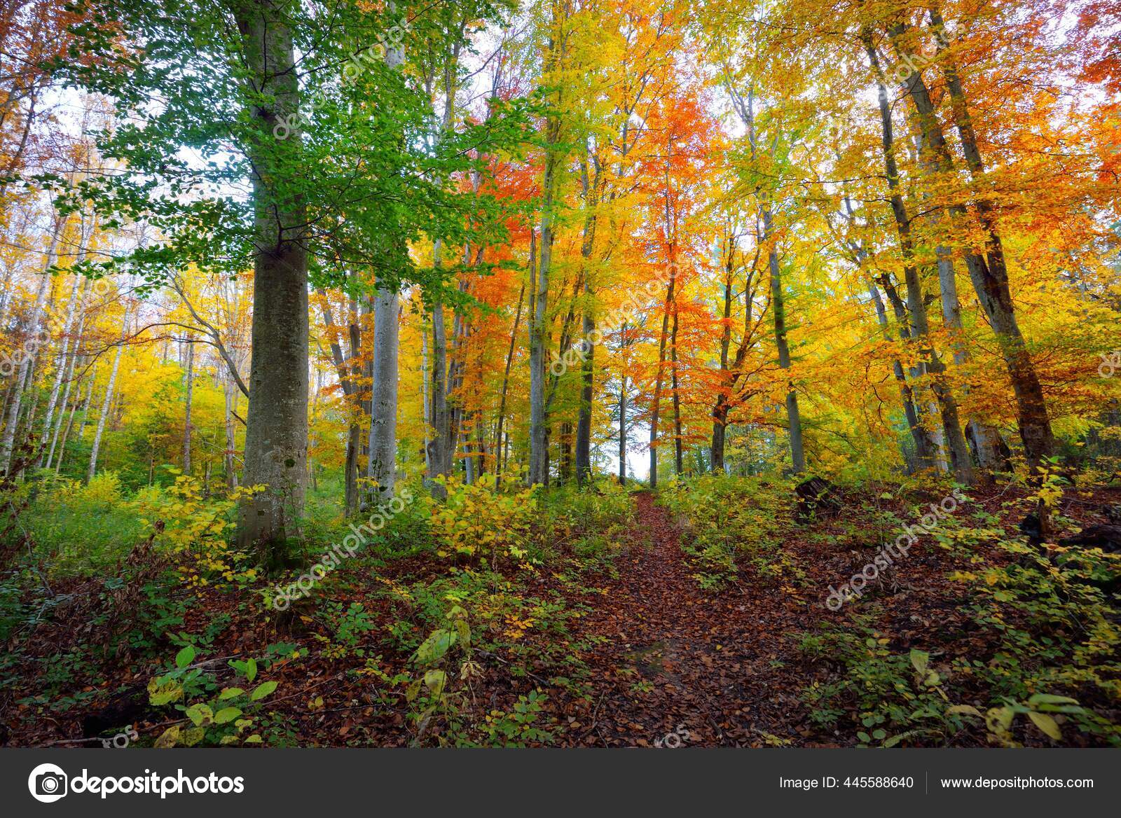 Panoramic View Hills Beech Tree Forest Mighty Tree Trunks Yellow ...
