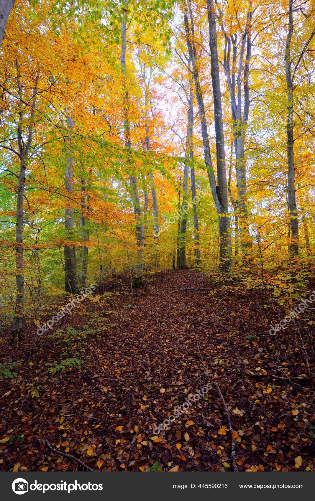 Panoramic View Hills Beech Tree Forest Mighty Tree Trunks Yellow ...
