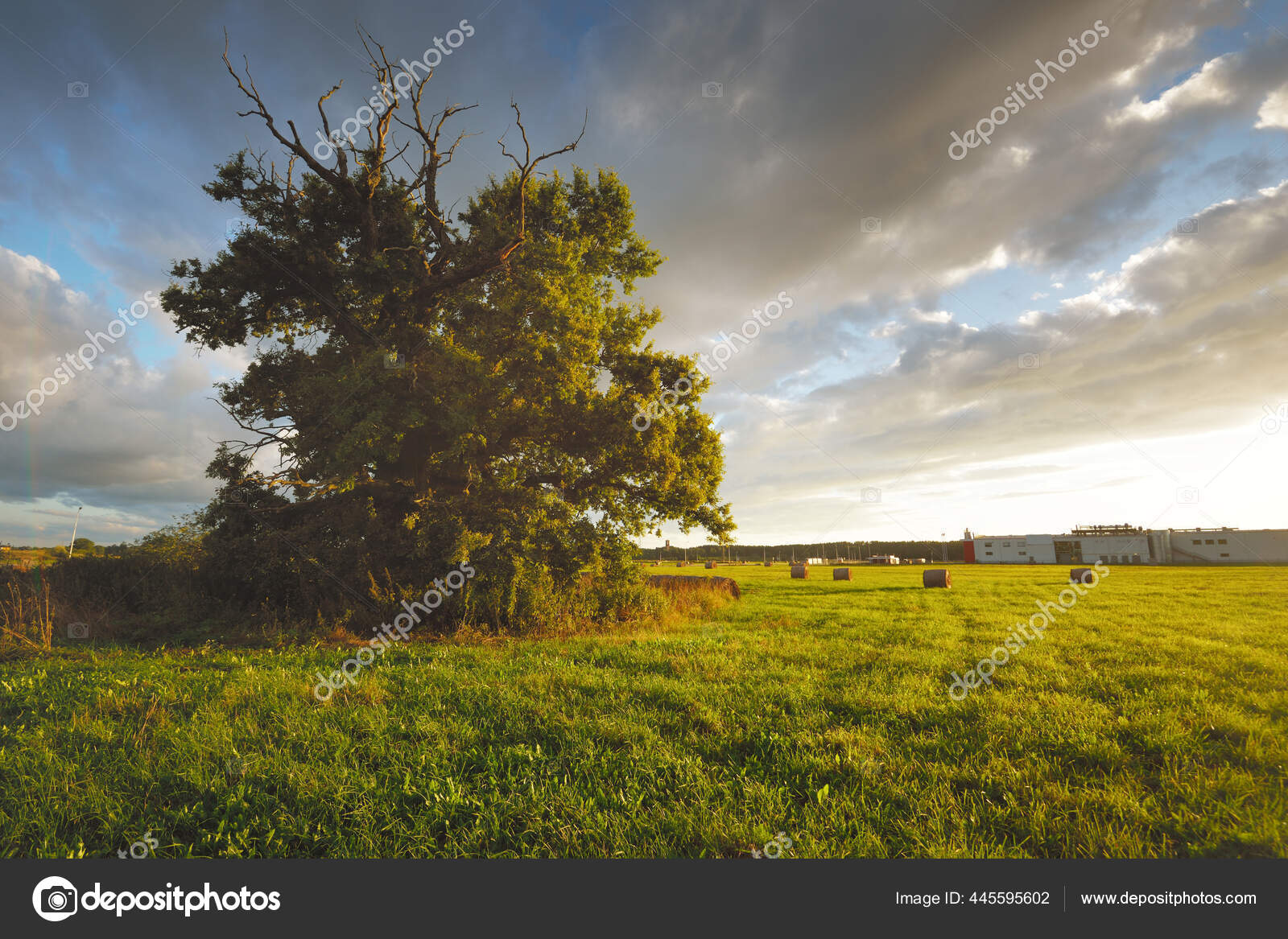 Ancient Half Dead Half Living Mighty Oak Tree Dramatic Sunset Stock ...