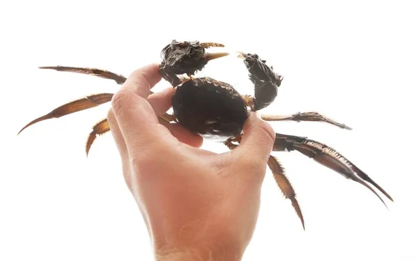 Hair crab Stock Photos, Royalty Free Hair crab Images | Depositphotos