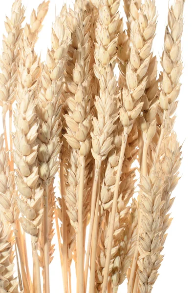 Wheat branch isolated Stock Photo by ©alex.stemmer 32822701