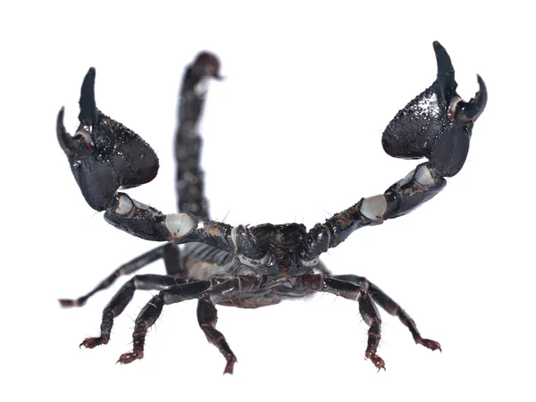 Emperor scorpion fotos de stock, imágenes de Emperor scorpion sin ...