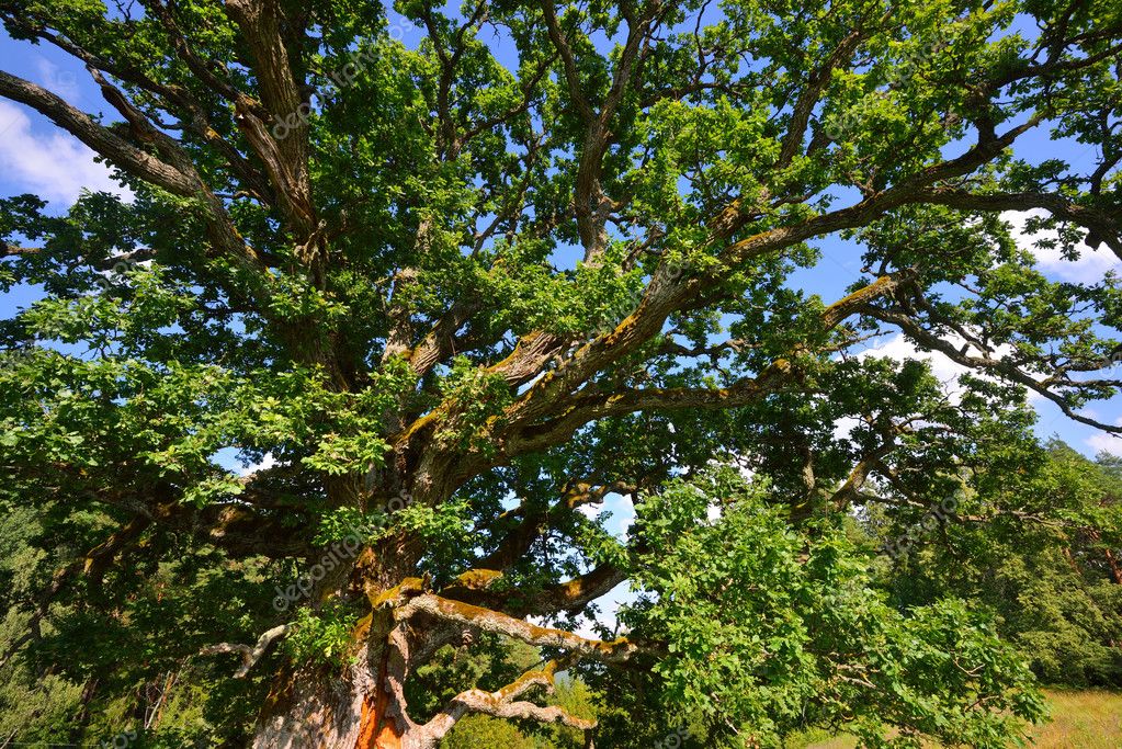 Old oak tree in Kvepene — Stock Photo © alex.stemmer #98083608