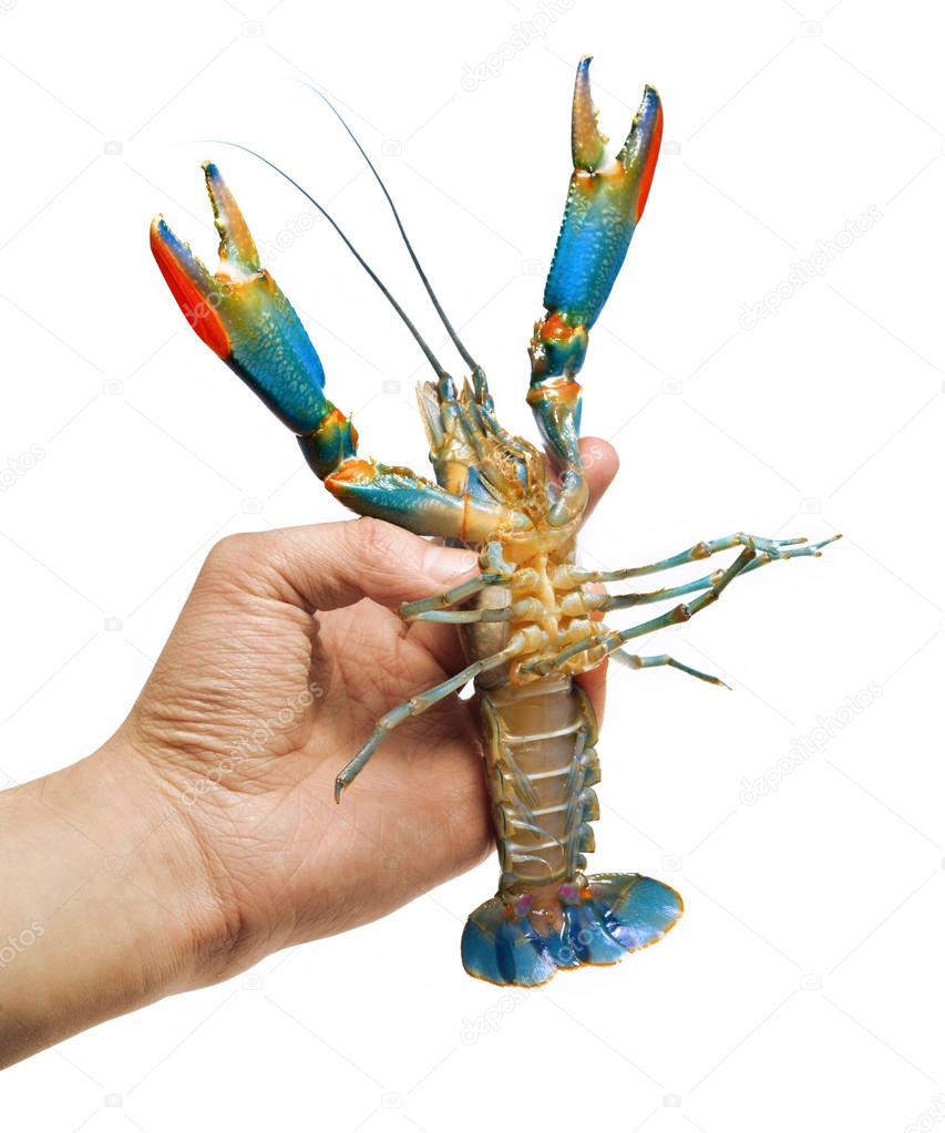 Australian Large Blue Crawdad