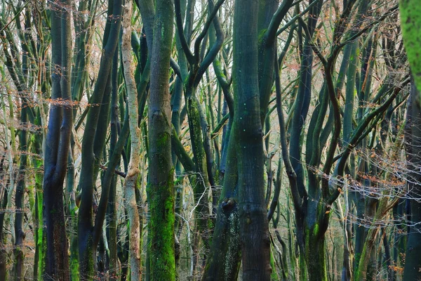 Hazel forest Stock Photos, Royalty Free Hazel forest Images | Depositphotos