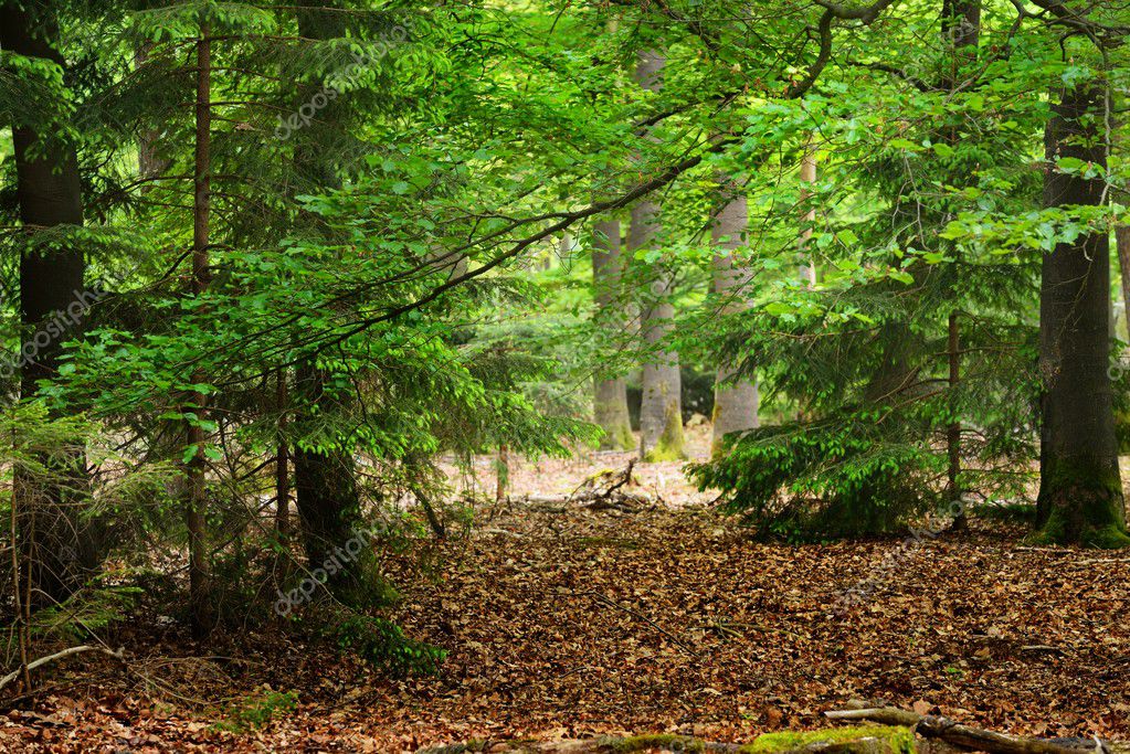 Spring forest in the Netherlands — Stock Photo © alex.stemmer #98207198