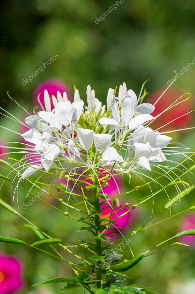 White Spider flower. Stock Photo by ©seksan44 89121258