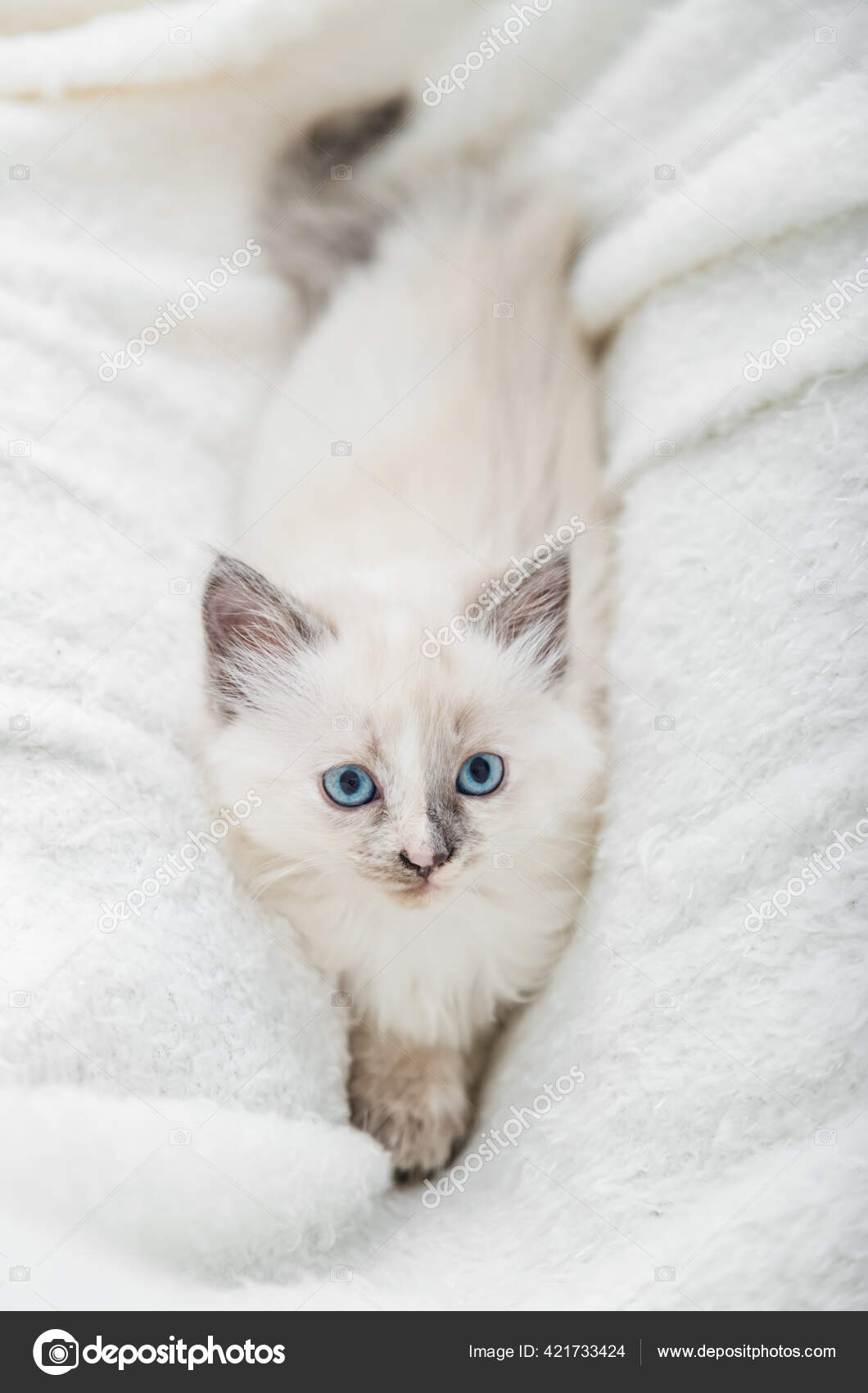 Gatito Gris Esponjoso Con Ojos Azules