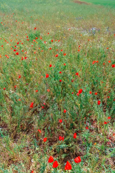 Red poppies sway in wind in field landscape. Beautiful field with ...