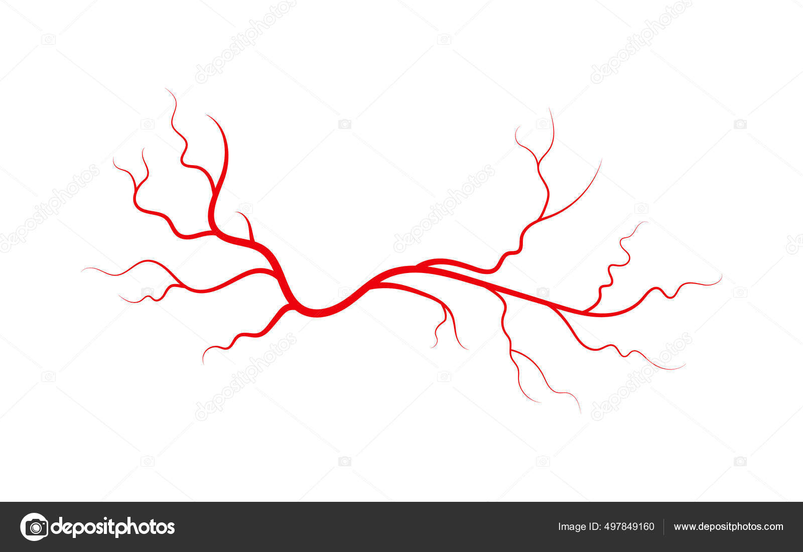 Human veins and arteries. Red branching spider-shaped blood vessels and ...