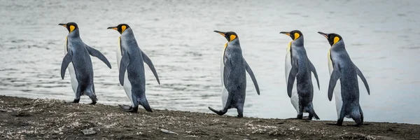 Five penguins Stock Photos, Royalty Free Five penguins Images ...