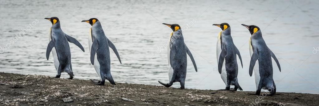 Five penguins Stock Photos, Royalty Free Five penguins Images ...