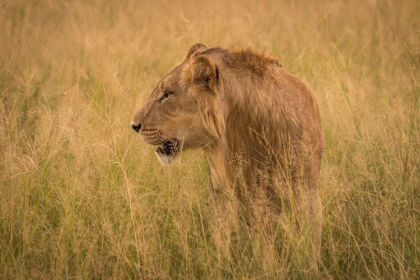 Striding lion Stock Photos, Royalty Free Striding lion Images ...