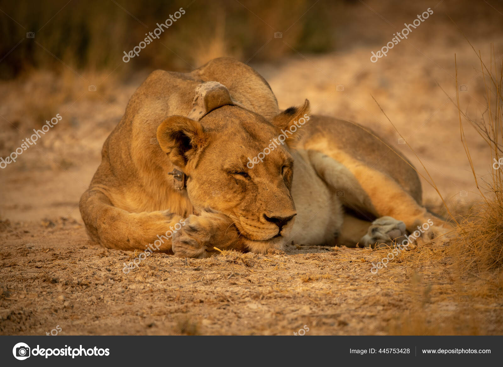 Lioness Collar Dozes Short Grass — Stock Photo © nicholas_dale #445753428