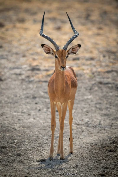 Common impala Pictures, Common impala Stock Photos & Images ...