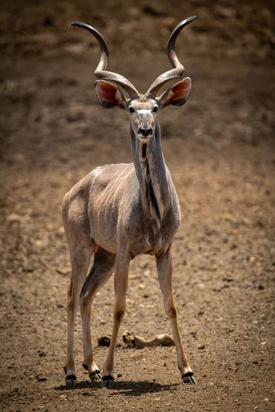 Male Greater Kudu Crosses Earth Camera Stock Photo by ©nicholas_dale ...