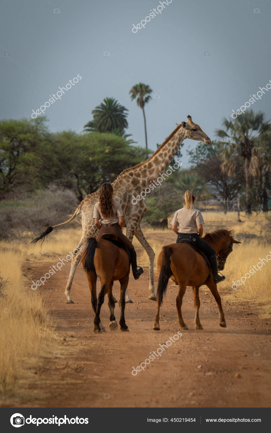 Southern Giraffe Passes Two Women Riding Horses Stock Photo by ...