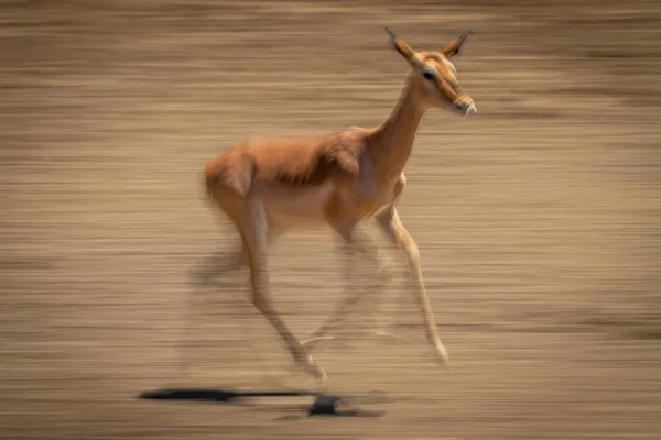 Impala Animal Running