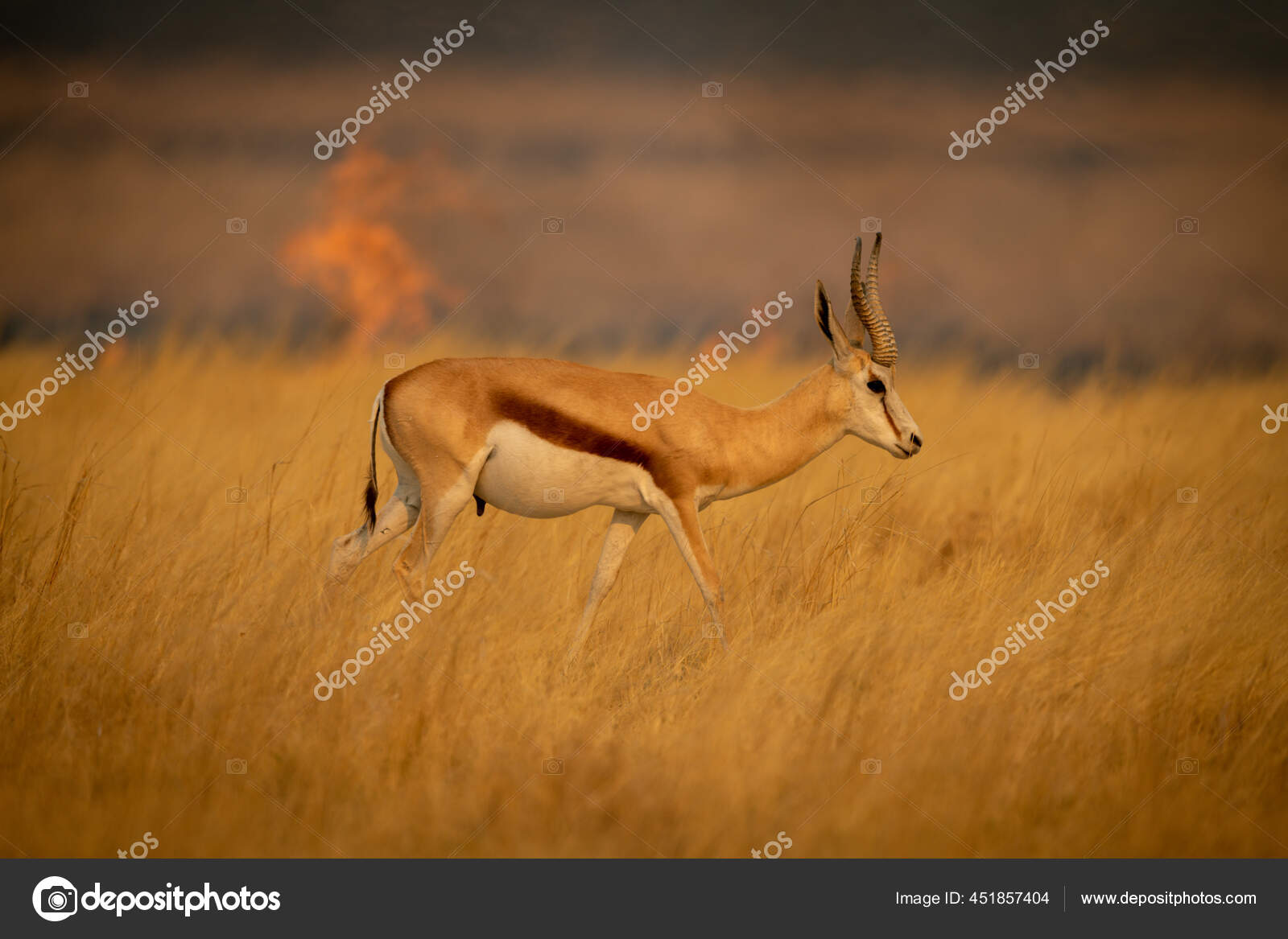 Springbok Walks Grass Flames — Stock Photo © nicholas_dale #451857404