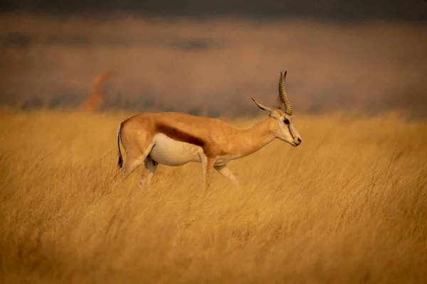 Springbok Walks Grass Flames — Stock Photo © nicholas_dale #451857404