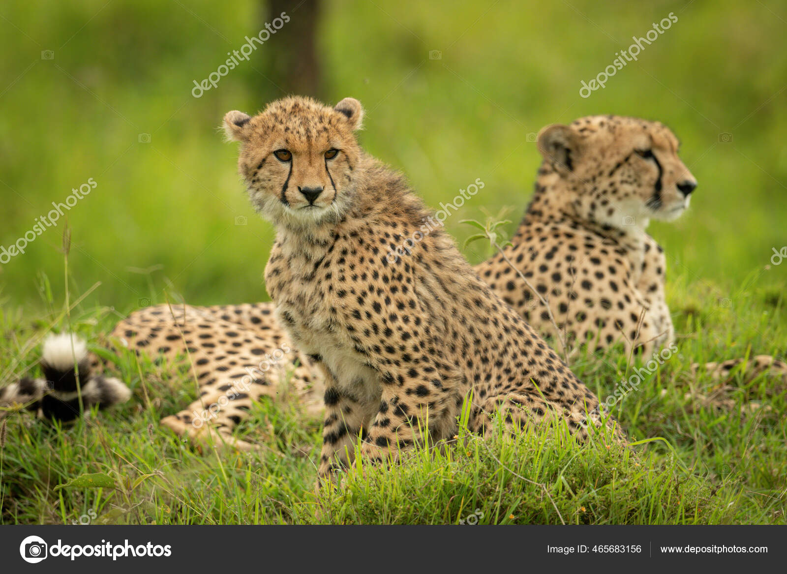 Cheetah Cub Sits Mother Grass — Stock Photo © nicholas_dale #465683156