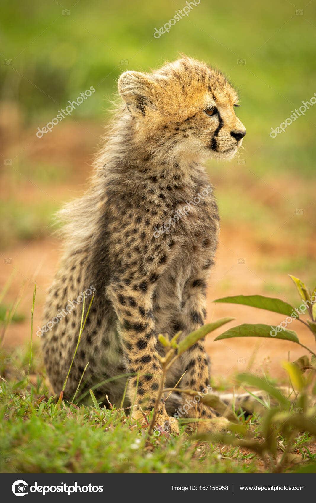 Cheetah Cub Sits Looking Right Grass — Stock Photo © nicholas_dale #467156958