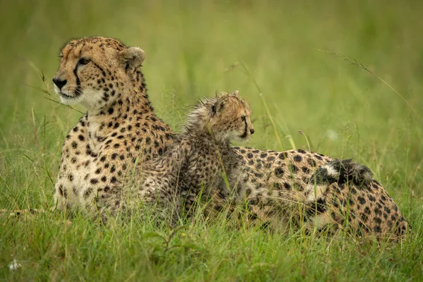 Cheetah Cub Sits Mother Grass — Stock Photo © nicholas_dale #465683156