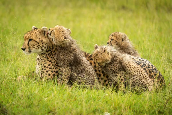 Cheetah Cub Sits Mother Grass — Stock Photo © nicholas_dale #465683156
