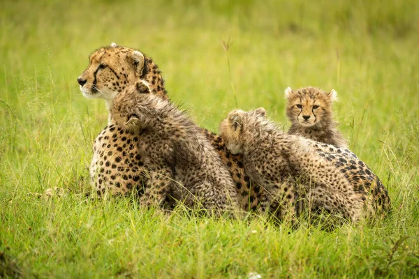 Cheetah Cub Sits Mother Grass — Stock Photo © nicholas_dale #465683156