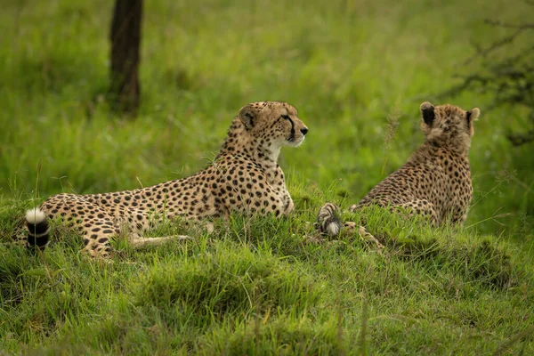Cheetah Cub Sits Mother Grass — Stock Photo © nicholas_dale #465683156