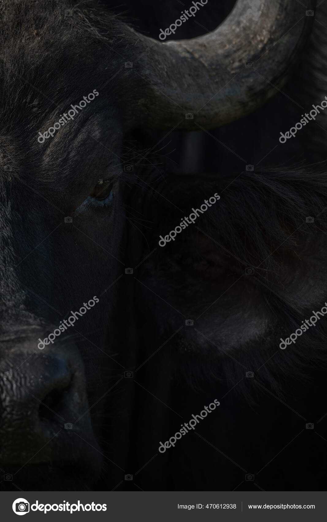 Close Cape Buffalo Head Shadow — Stock Photo © nicholas_dale #470612938