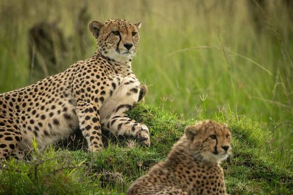 Cheetah Cub Sits Mother Grass — Stock Photo © nicholas_dale #465683156