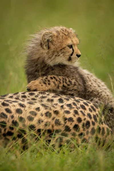 Cheetah Cub Sits Lifting Paw Mother — Stock Photo © nicholas_dale #467157026