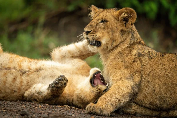 Lion ignoring lioness Stock Photos, Royalty Free Lion ignoring lioness ...