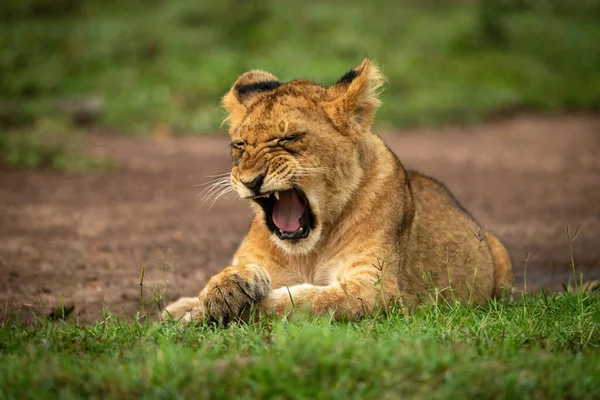 Lion yelling Stock Photos, Royalty Free Lion yelling Images | Depositphotos