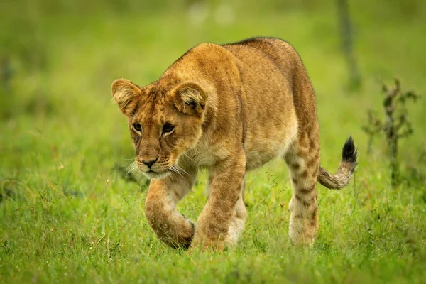 Lion cub walks over grass lifting paw - Stock Image - Everypixel