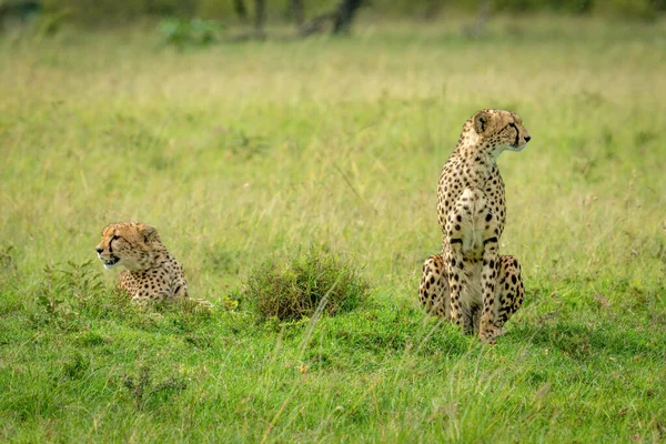 Cheetah Cub Sits Mother Grass — Stock Photo © nicholas_dale #465683156