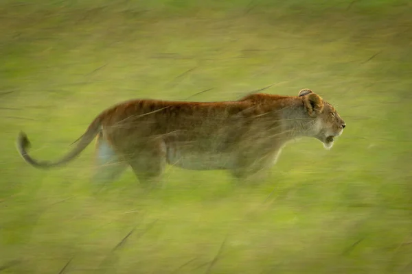 Lion running Stock Photos, Royalty Free Lion running Images | Depositphotos