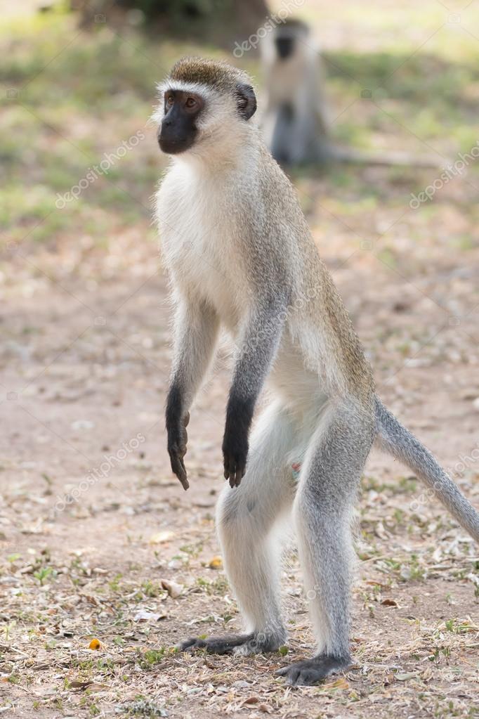 Monkey standing | Male vervet monkey standing on hind legs — Stock ...
