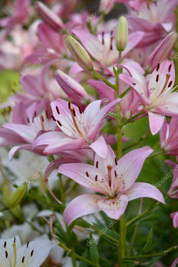 Flores de lirio rosa pastel en el jardín, hermosas flores. Lirios ...