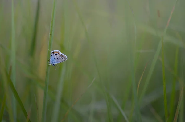 Polyommatus icarus, common blue butterfly, small butterfly blue and ...