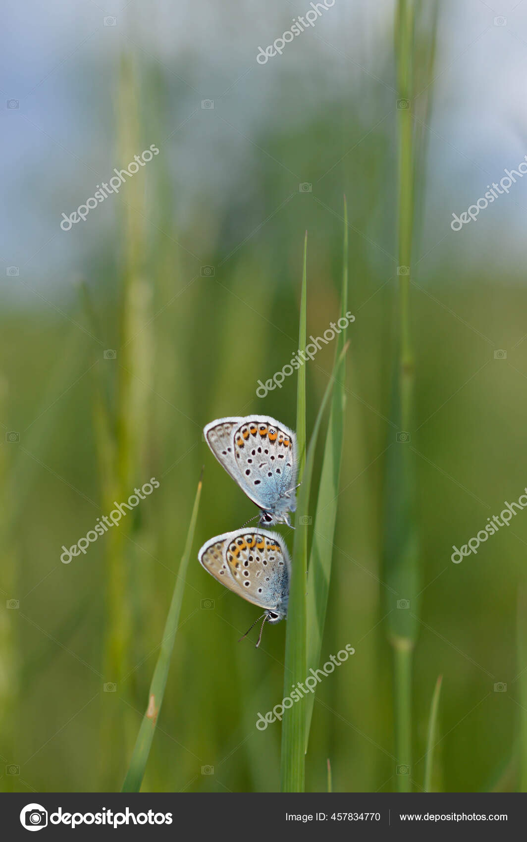 Real Blue Butterflies In Nature