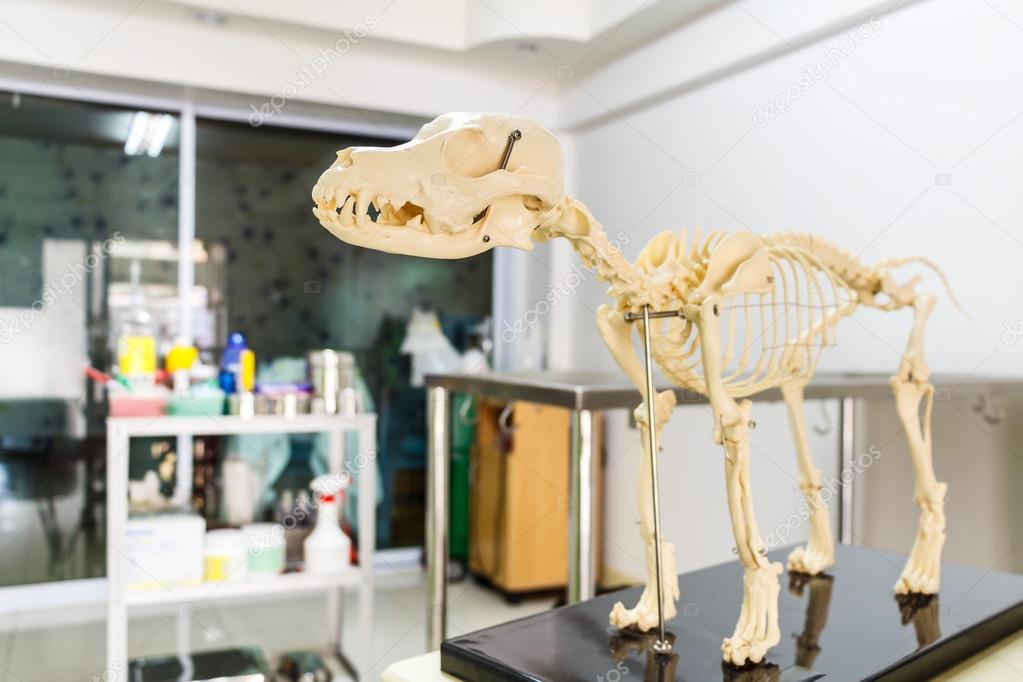 Dog skeleton model in veterinary hospital Stock Photo by ©stockdevil ...