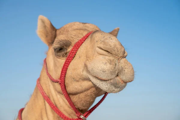 Camel doctor Stock Photos, Royalty Free Camel doctor Images | Depositphotos