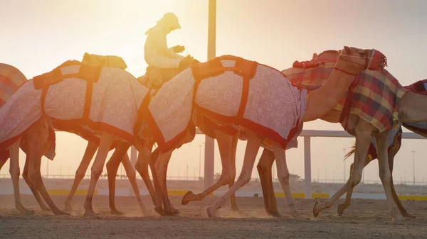 Camel racing dubai Stock Photos, Royalty Free Camel racing dubai Images ...