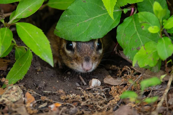 Eastern chipmunk Stock Photos & Royalty-Free Images | Depositphotos